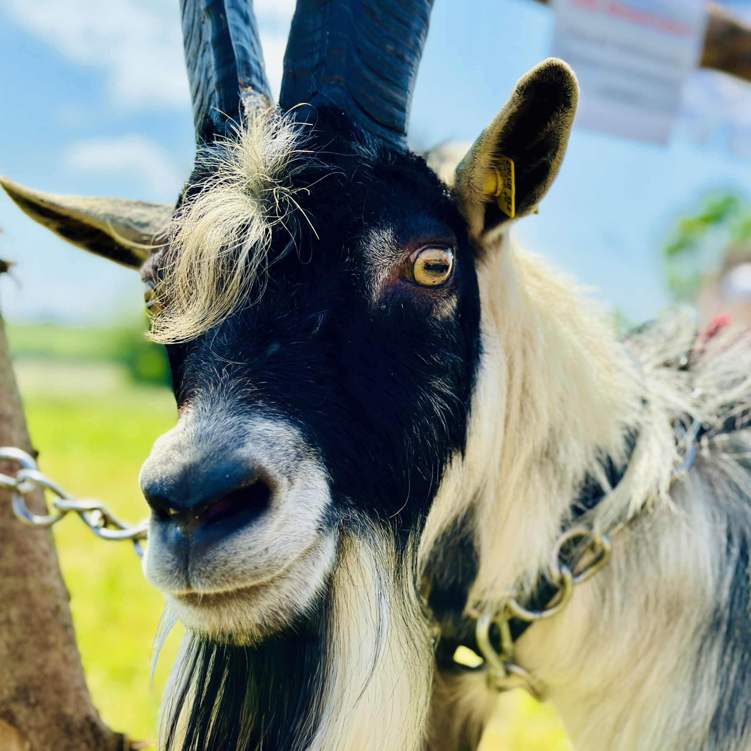 Der Bock des Jahres - QUH