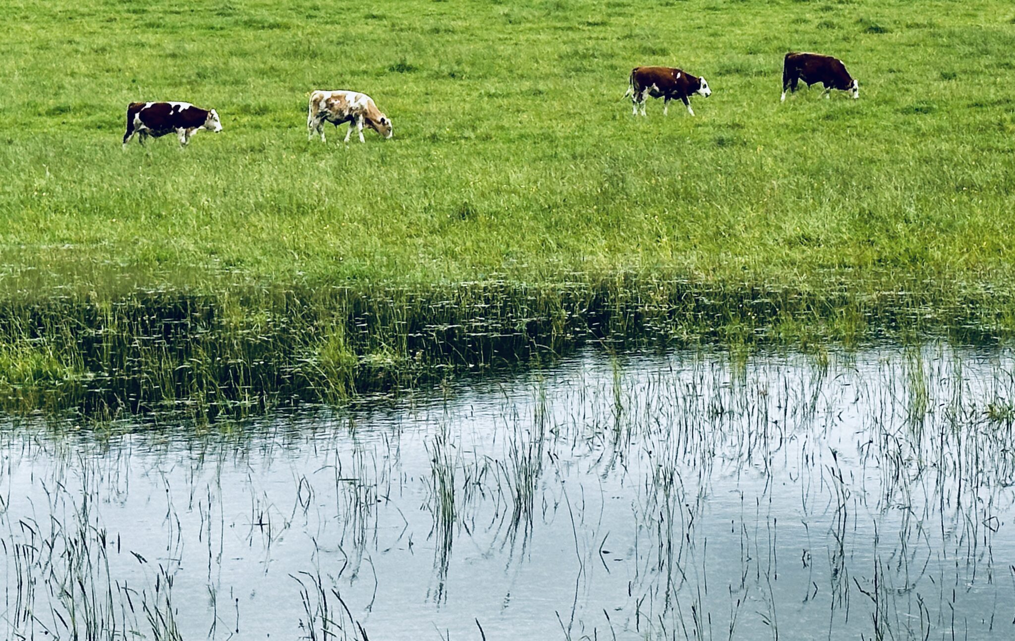 Kurz und voll: Die wasserlastige Gemeinderatssitzung - QUH